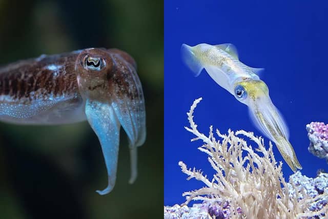6 Perbedaan Cumi-Cumi dan Sotong, Serupa tapi Tak Sama! | IDN Times
