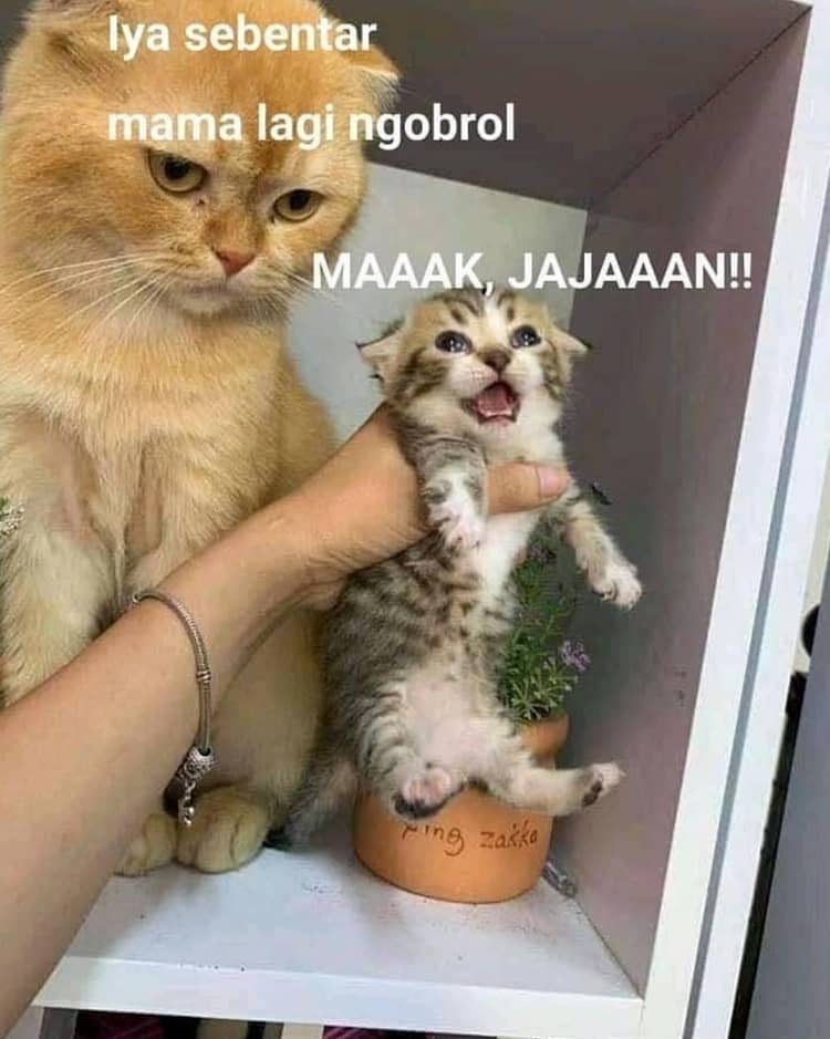 7 Meme ketika Ada Tamu di Rumah, Caper atau Ngumpet? | IDN Times
