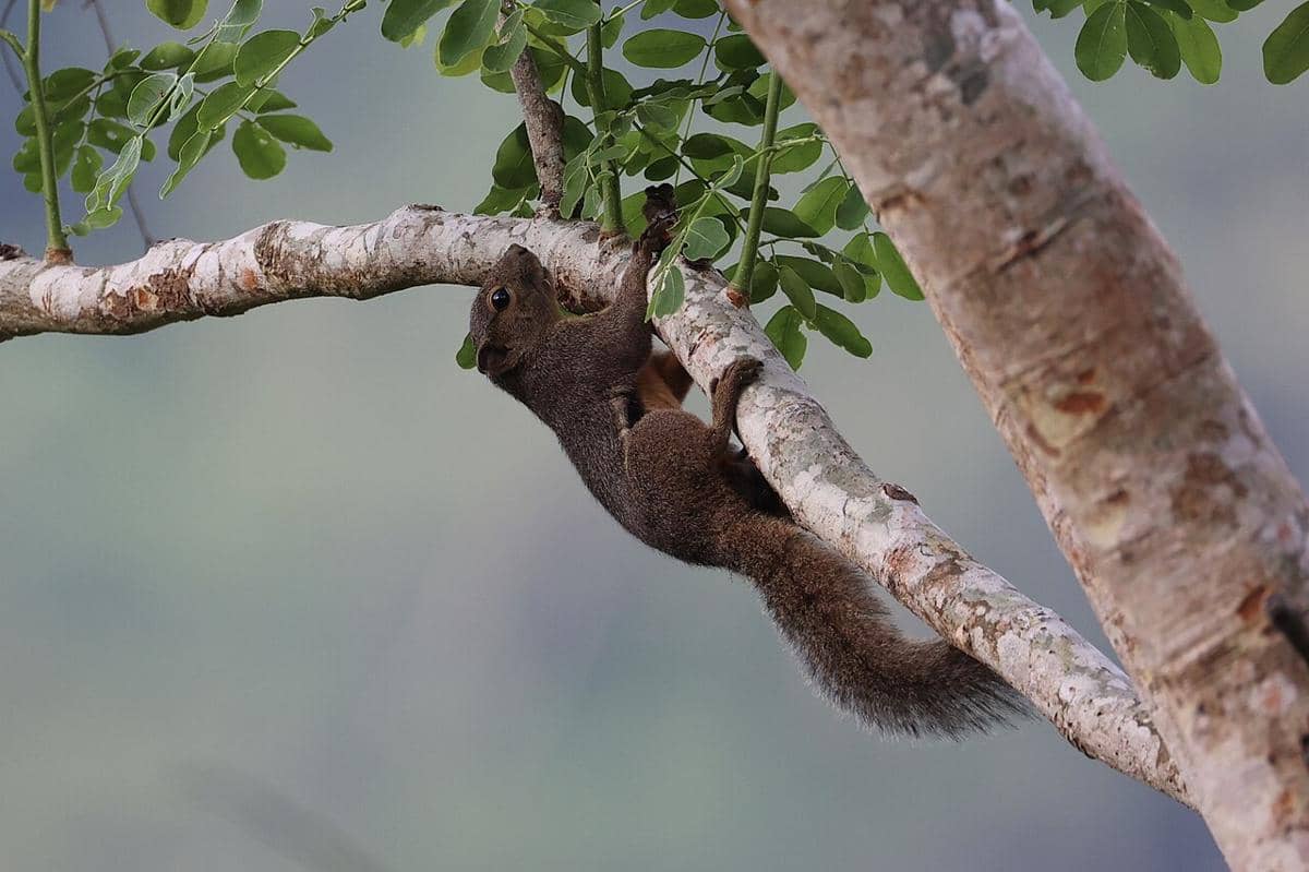 5 Tupai Unik Asli Indonesia, Ada yang Ukuran Besar! | IDN Times