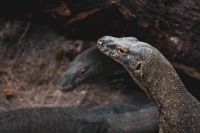 6 Fakta Unik Komodo, Reptil Purba yang Cuma Ada di Indonesia | IDN Times