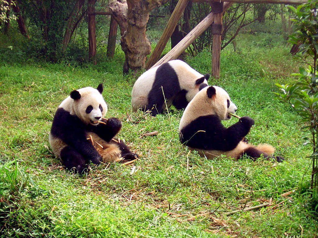 Jobdesk Panda Nanny, Pengasuh Binatang yang Paling Diinginkan Orang ...