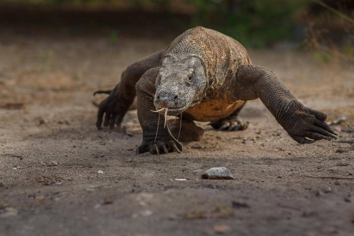 6 Fakta Unik Komodo, Reptil Purba yang Cuma Ada di Indonesia | IDN Times