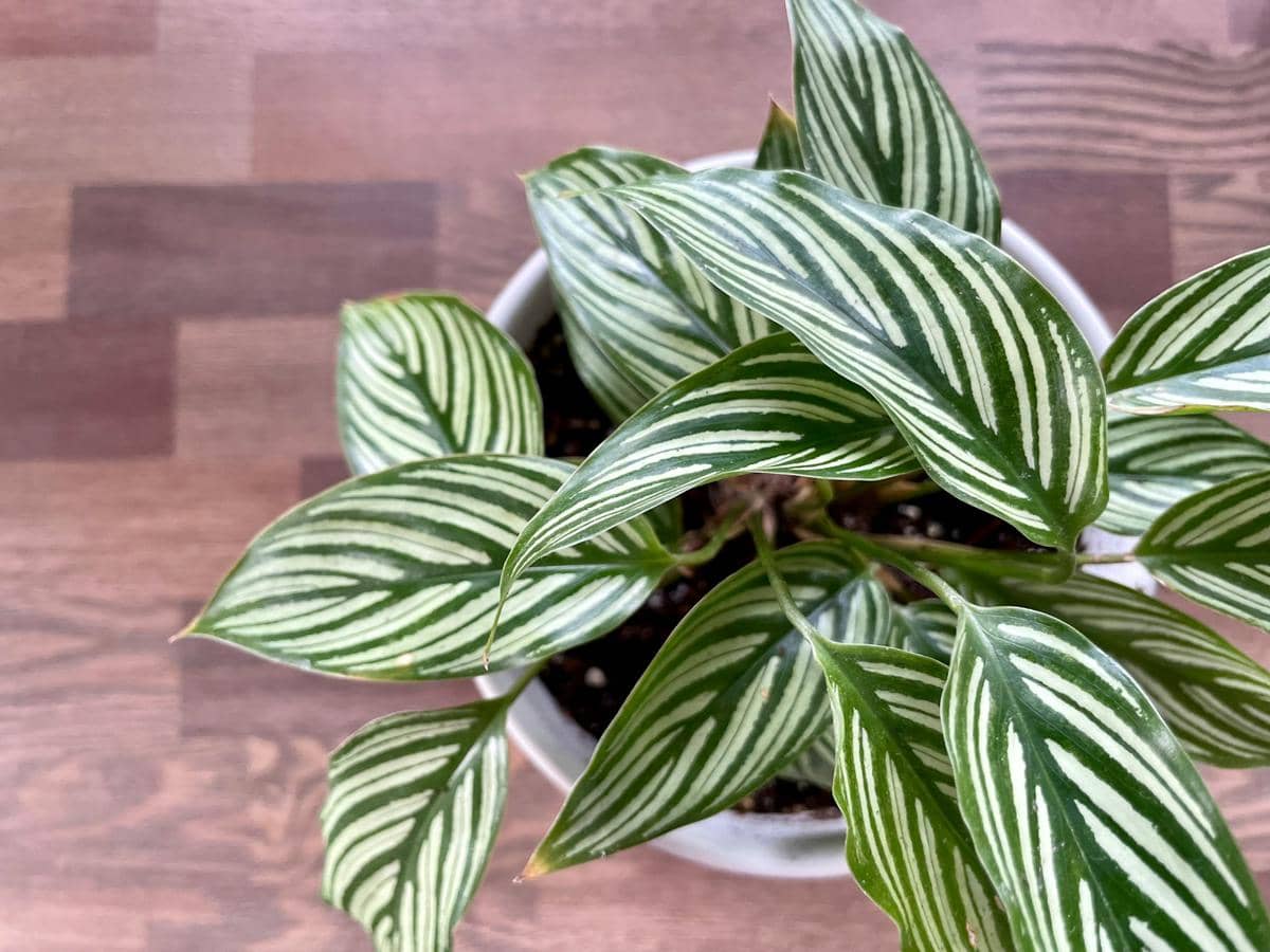 4 Fakta Unik Calathea, Tanaman Tropis yang Punya Daun Artistik | IDN Times
