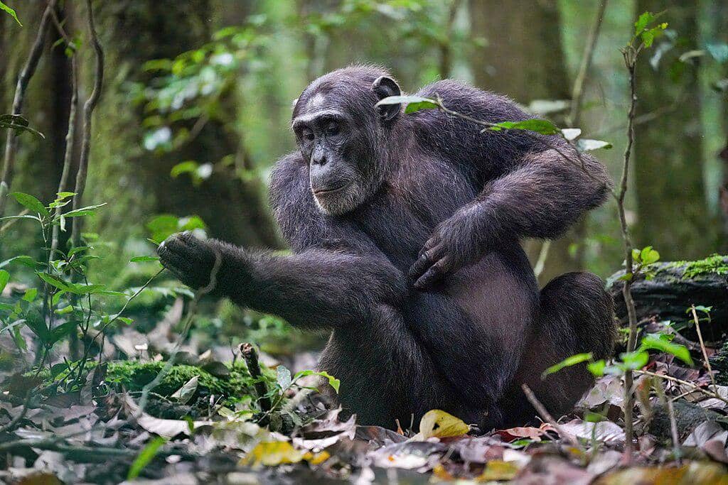 Contoh Hewan Omnivora: Babi hingga Simpanse | IDN Times