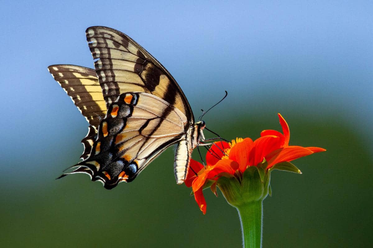 6 Contoh Hewan Invertebrata yang Hidup di Air, Udara, dan Darat | IDN Times