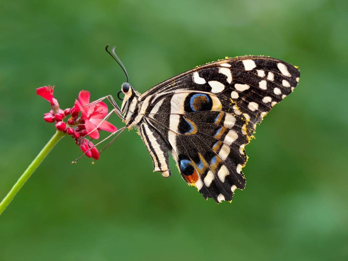 6 Contoh Hewan Invertebrata yang Hidup di Air, Udara, dan Darat | IDN Times