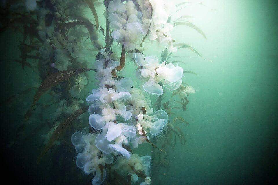 4 Fakta Melibe leonina, Nudibranch yang Tinggal di Hutan Rumput Laut ...