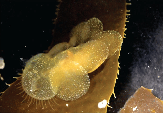 4 Fakta Melibe leonina, Nudibranch yang Tinggal di Hutan Rumput Laut ...