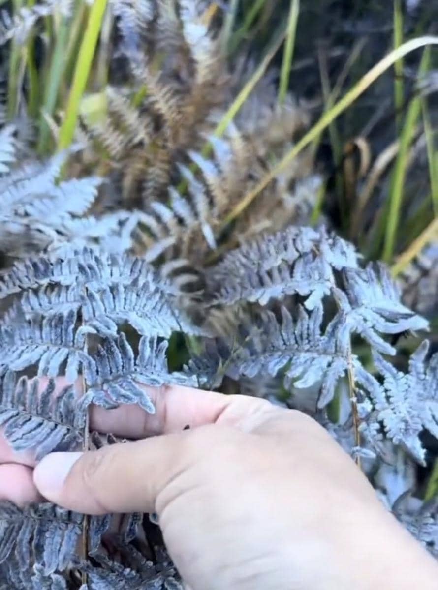 Fenomena Embun Es di Gunung Bromo Dikhawatirkan BB TNBTS | IDN Times Jatim