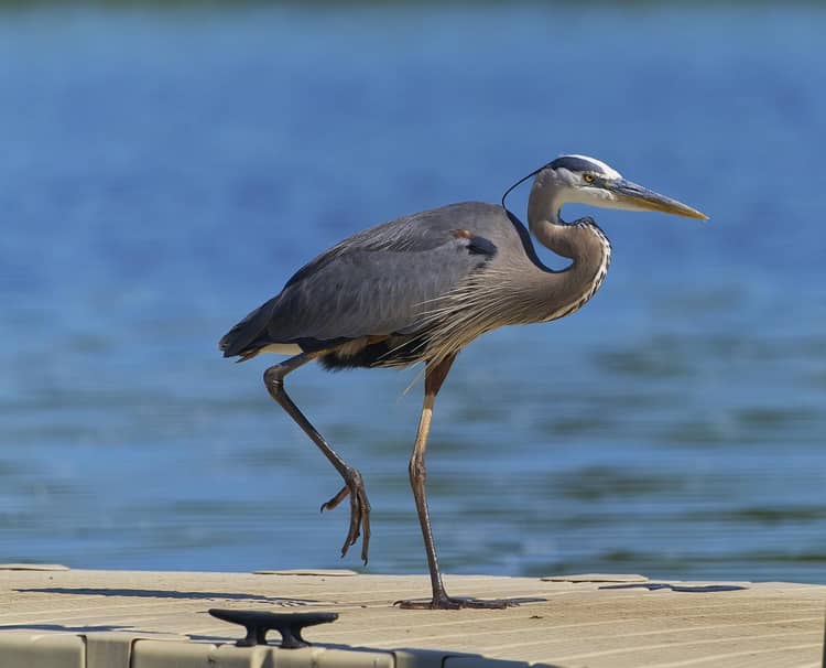 5 Fakta Menarik Ardea Herodias, si Bangau Biru Besar yang Elegan | IDN ...