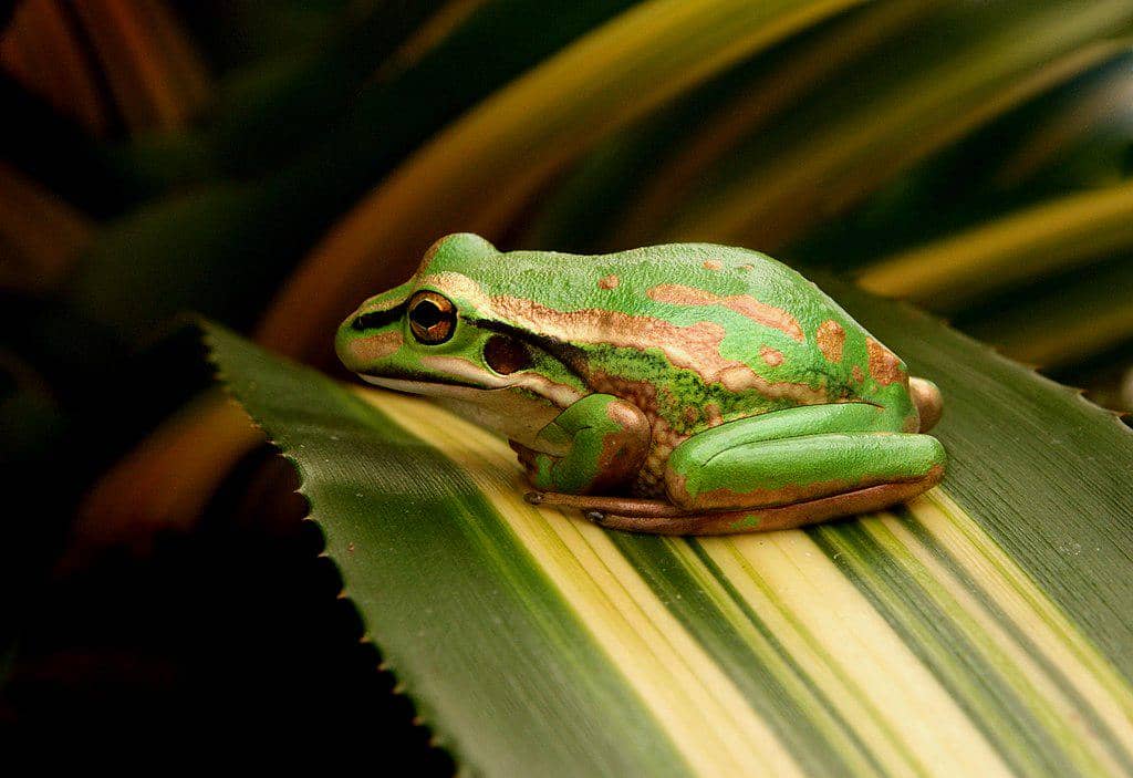 Contoh Hewan Vertebrata dari 5 Kelas Besar | IDN Times