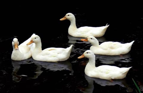 5 Jenis Bebek yang Produknya Bernilai Tinggi di Pasar Dunia! | IDN Times