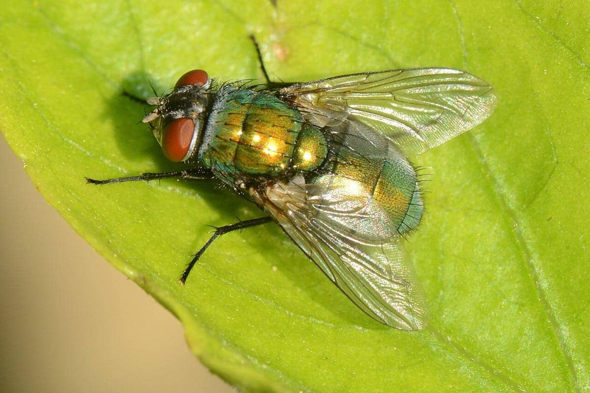 6 Contoh Serangga yang Bisa Terbang, Ada di Sekitar Rumah | IDN Times