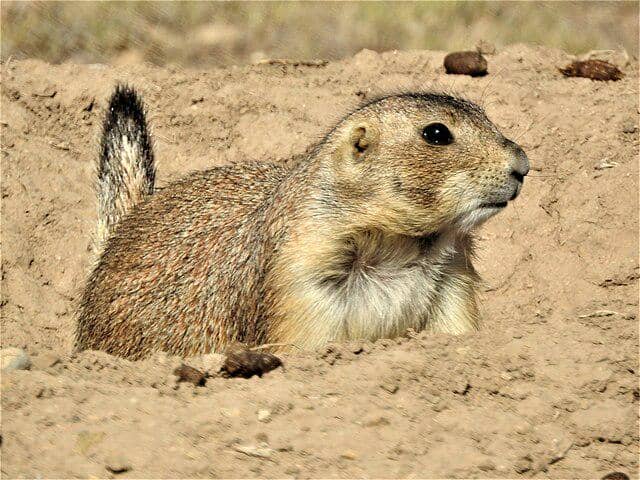 5 Fakta Unik Mexican Prairie Dog, Punya Otot Lengan yang Kuat! | IDN Times