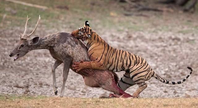 Apakah Semua Predator Termasuk Hewan Buas? | IDN Times