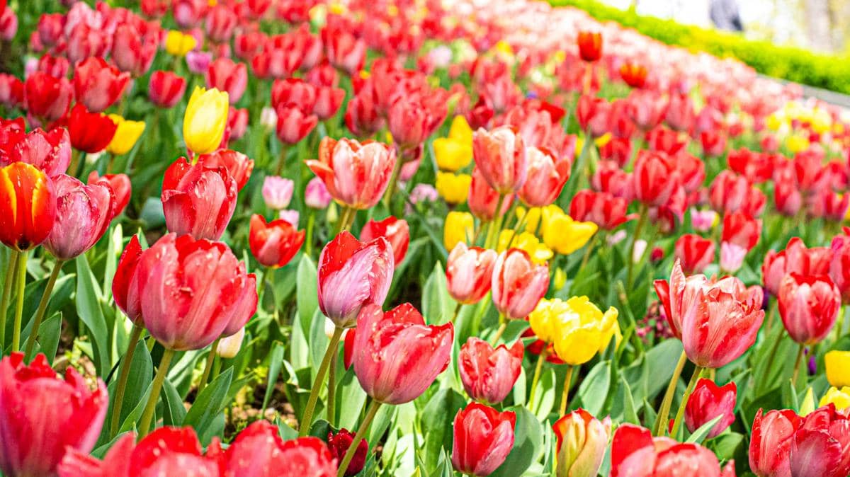 Berasal dari Asia Tengah, Kenapa Tulip Justru Jadi Simbol Belanda ...