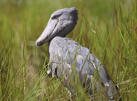 5 Fakta Burung Shoebill, Predator Diam dari Lahan Basah Afrika | IDN Times