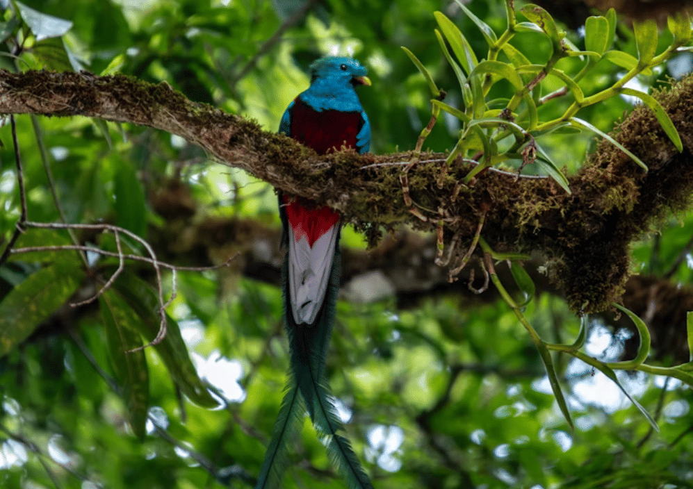 5 Fakta Menarik Burung Resplendent Quetzal yang menjadi Ikon Maya Kuno ...