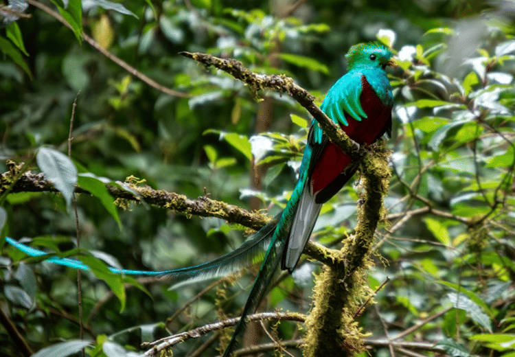 5 Fakta Menarik Burung Resplendent Quetzal yang menjadi Ikon Maya Kuno ...