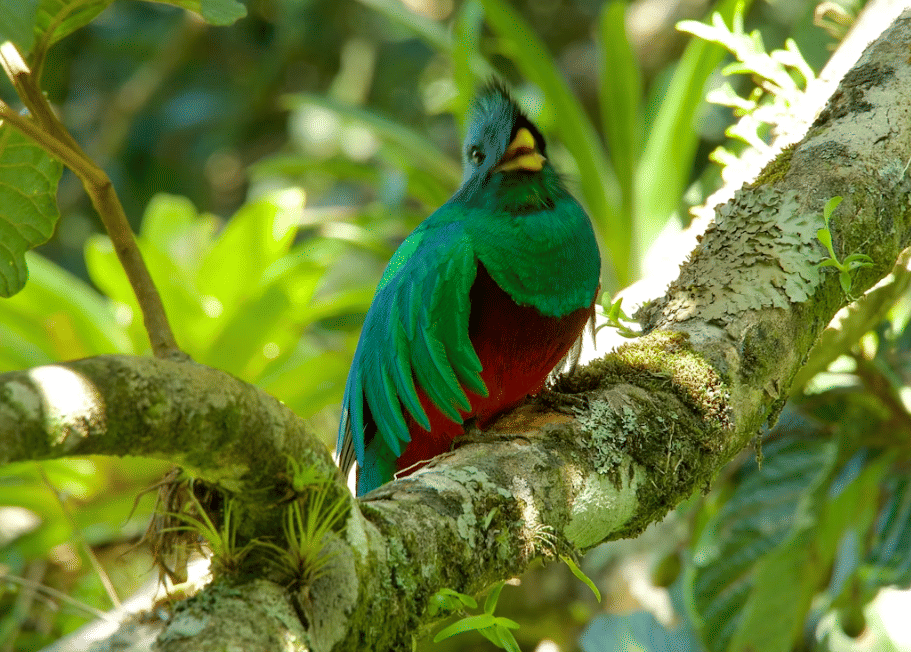5 Fakta Menarik Burung Resplendent Quetzal yang menjadi Ikon Maya Kuno ...
