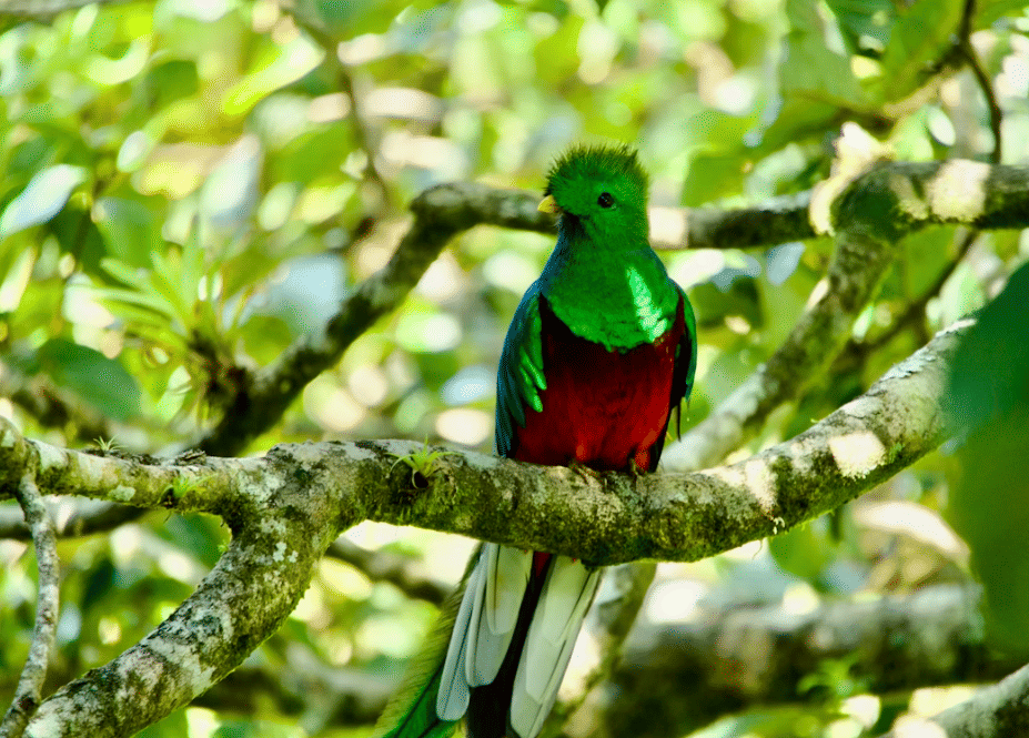 5 Fakta Menarik Burung Resplendent Quetzal yang menjadi Ikon Maya Kuno ...