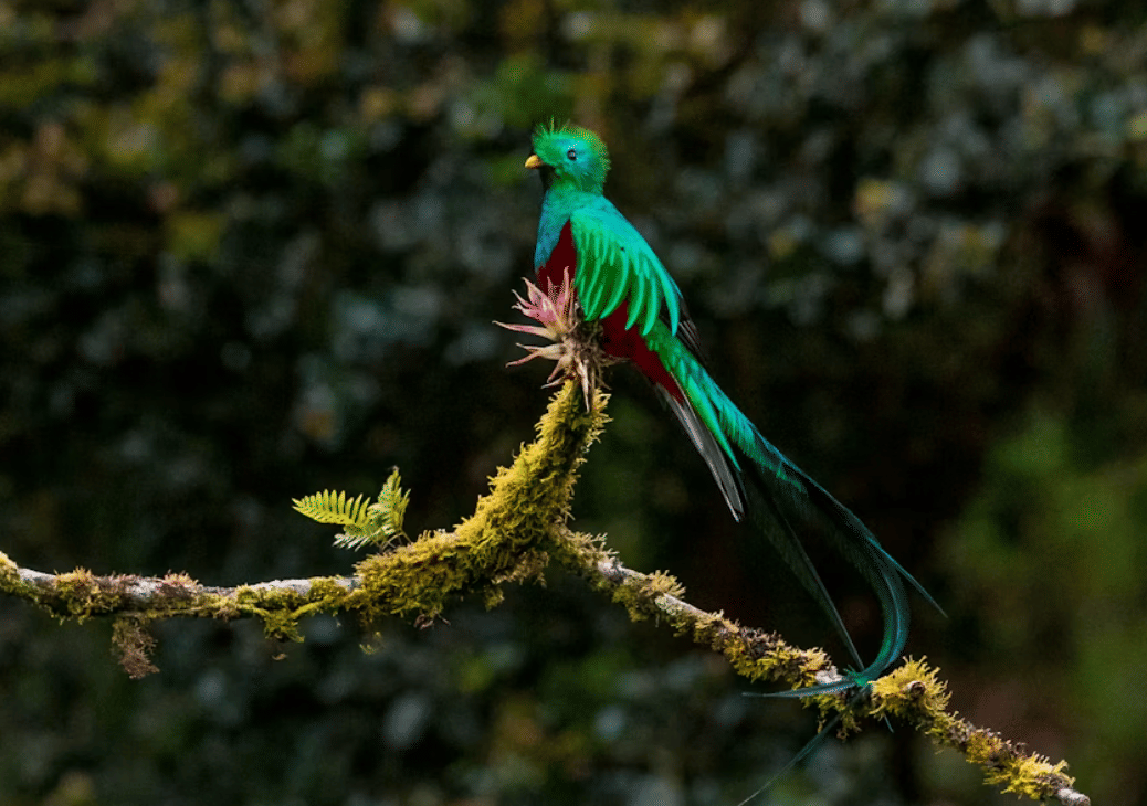 5 Fakta Menarik Burung Resplendent Quetzal yang menjadi Ikon Maya Kuno ...