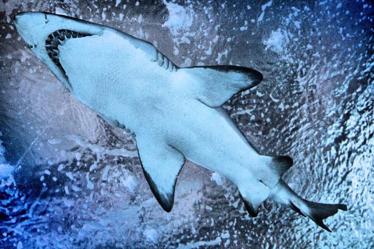 12 Contoh Hewan Ovovivipar Lengkap dengan Penjelasan dan Keunikan | IDN ...