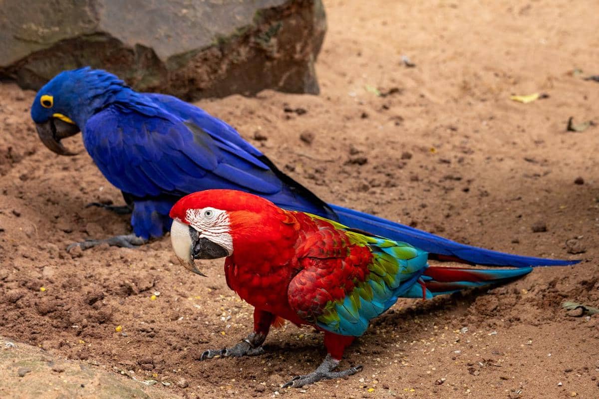 7 Fakta Scarlet Macaw, Burung Beo Besar yang Bisa Meniru Suara Manusia ...