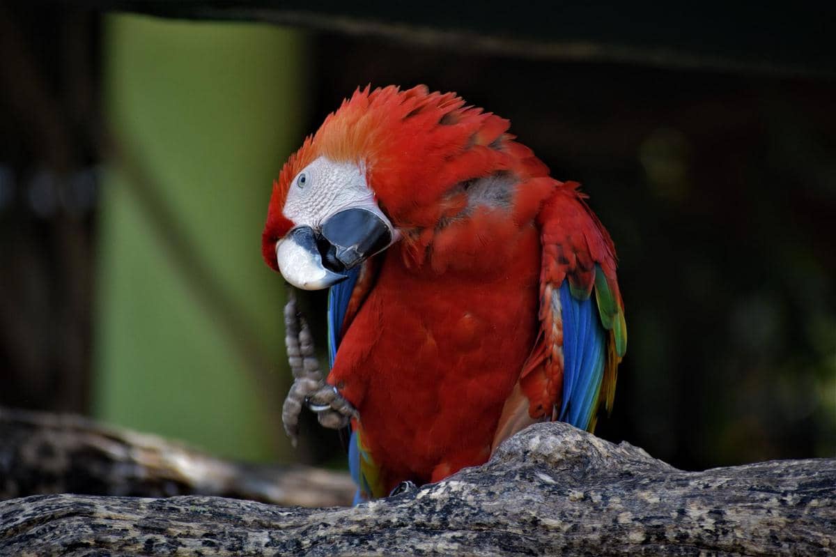 7 Fakta Scarlet Macaw, Burung Beo Besar yang Bisa Meniru Suara Manusia ...