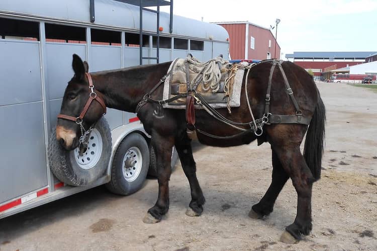 5 Fakta Bagal, Hasil Kawin Kuda dan Keledai yang Super Tangguh! | IDN Times