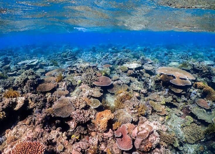 5 Fakta Unik Great Barrier Reef, Surga Laut Terbesar di Dunia | IDN Times