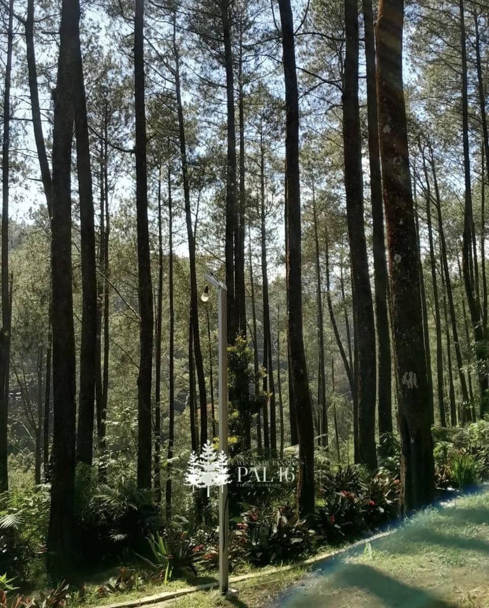 10 Hutan Pinus Terbaik di Lembang yang Bikin Jiwa Tenang | IDN Times