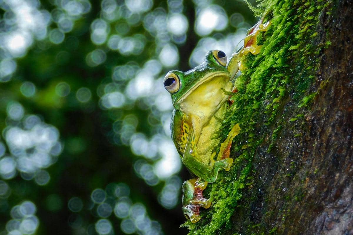 7 Fakta Kulit Katak yang Bisa Bernapas seperti Paru-Paru, Manusia ...