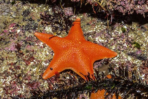 5 Fakta Bat Star, Bintang Laut Berselaput dengan Ragam Warna | IDN Times