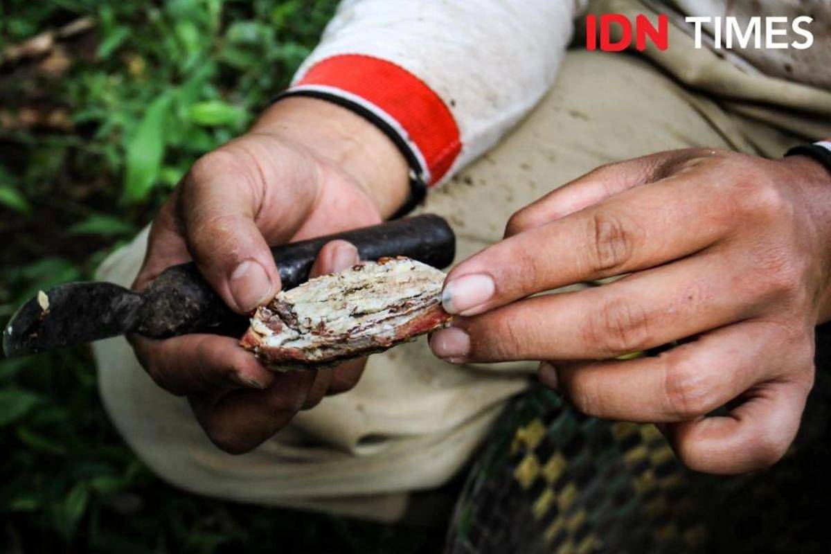 4 Fakta Unik Kemenyan Tapanuli, Harta Batak di Balik Parfum Mewah | IDN ...