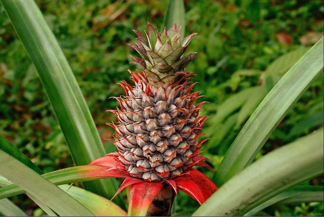 5 Buah Berduri Unik yang Sering Dimakan, Salah Satunya Durian dan ...