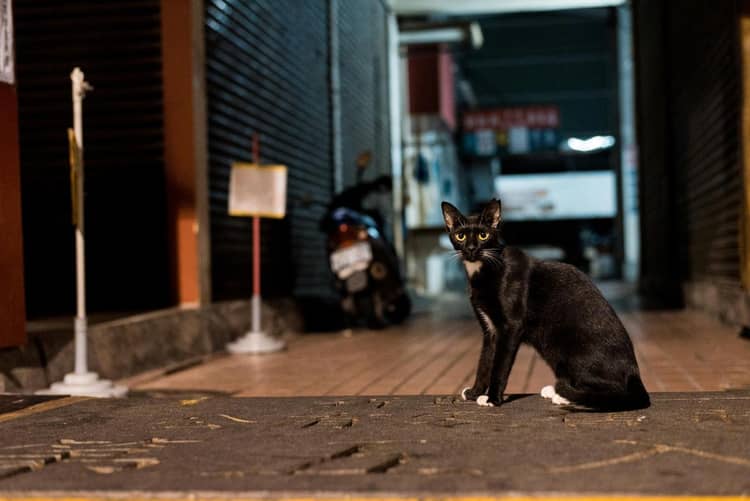 Kenapa Kucing Sering Mengeong Malam Hari? | IDN Times