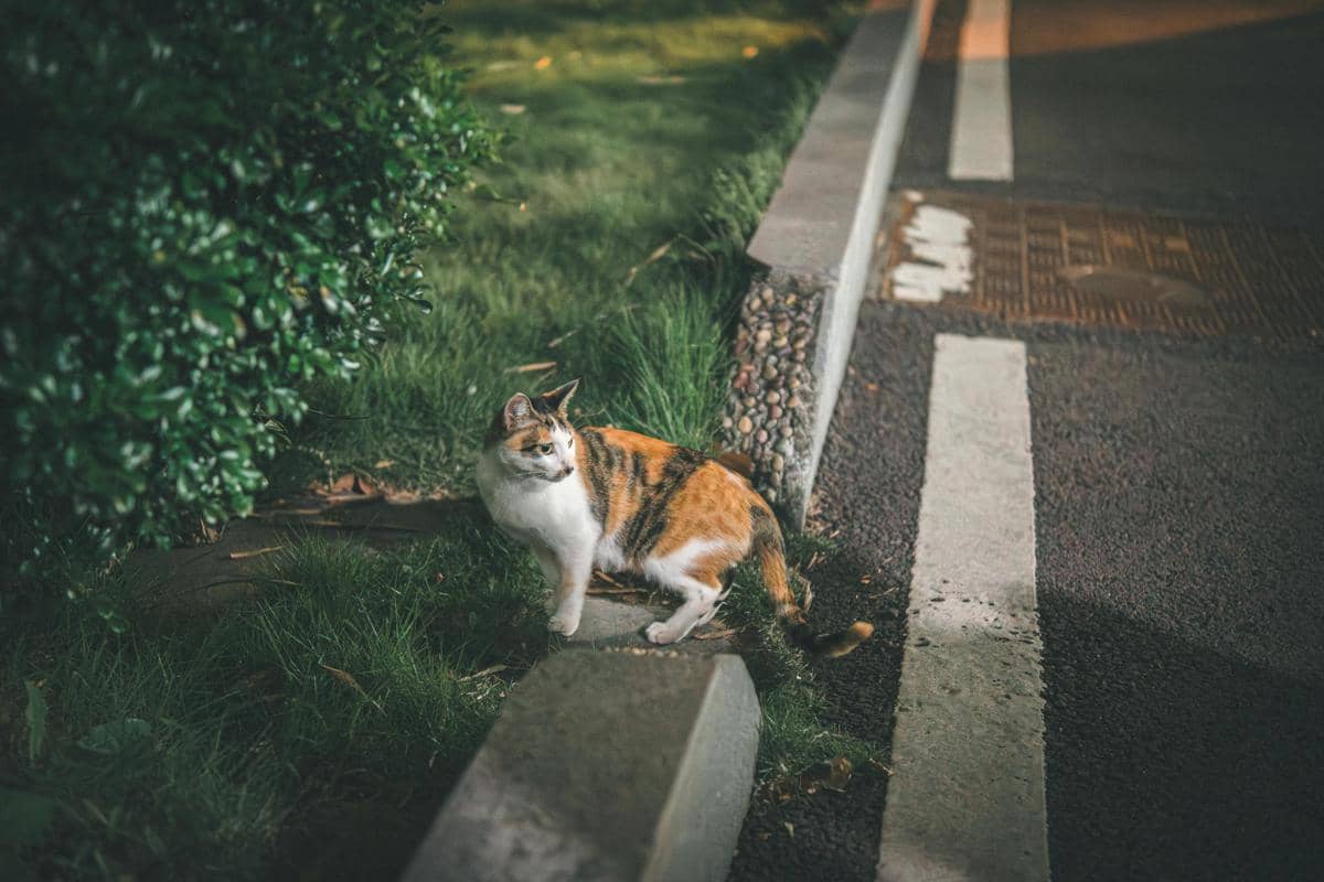 Kenapa Kucing Sering Mengeong Malam Hari? | IDN Times