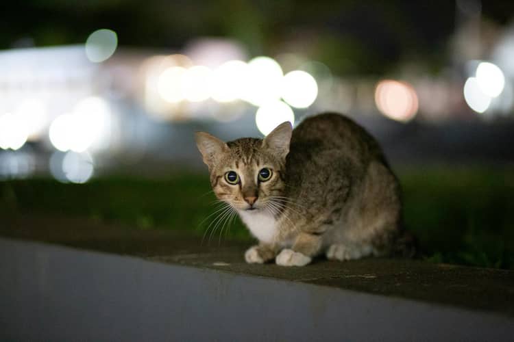 Kenapa Kucing Sering Mengeong Malam Hari? | IDN Times