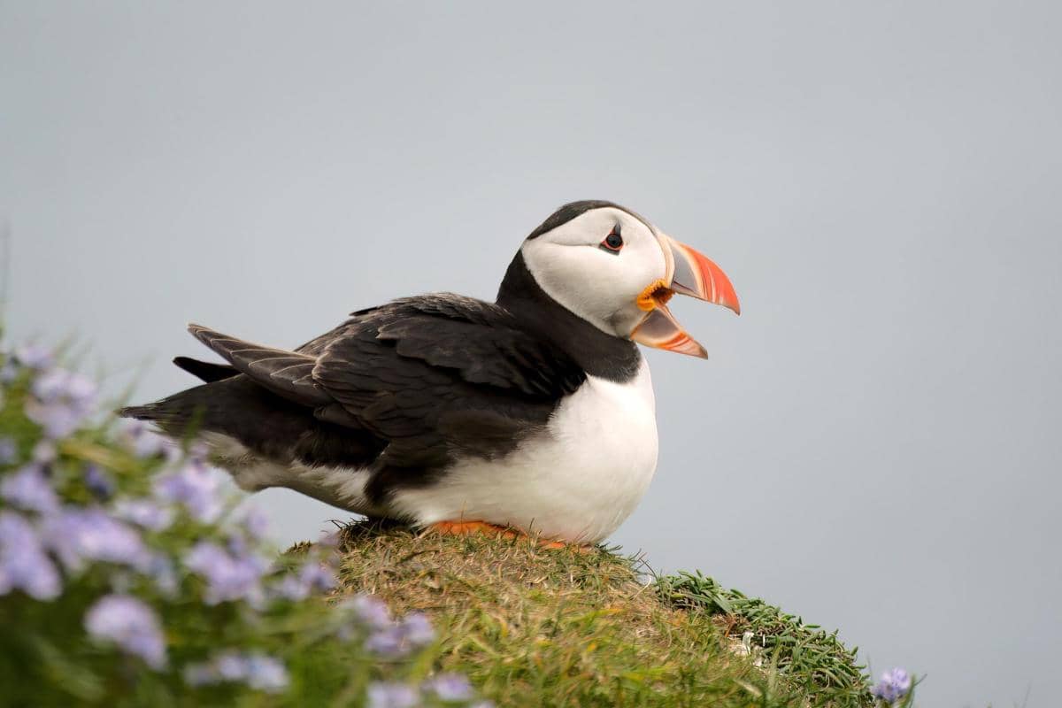 7 Fakta Unik Puffin, Burung Laut yang Menggemaskan dan Berparuh Cerah ...