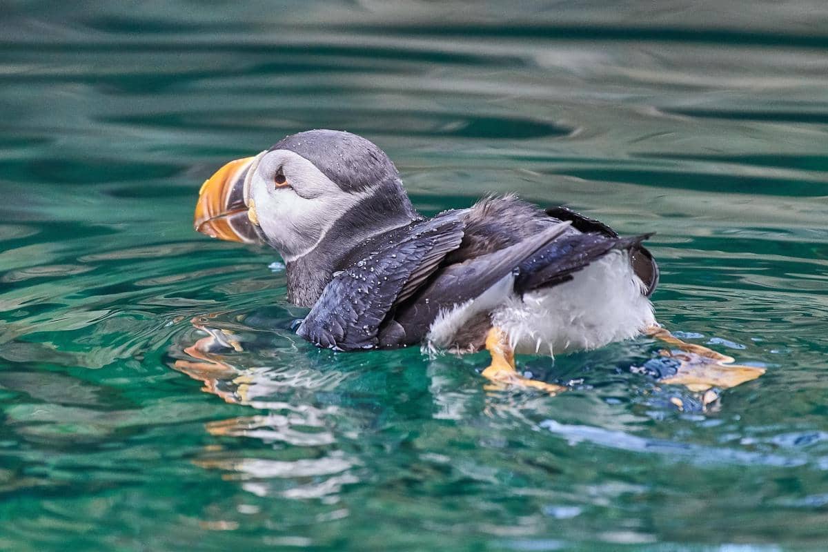 7 Fakta Unik Puffin, Burung Laut yang Menggemaskan dan Berparuh Cerah ...