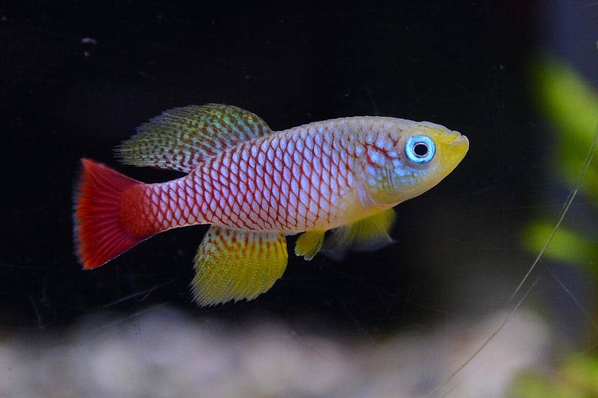 Mengenal African Killifish, Ikan Cantik Anggota Genus Nothobranchius ...