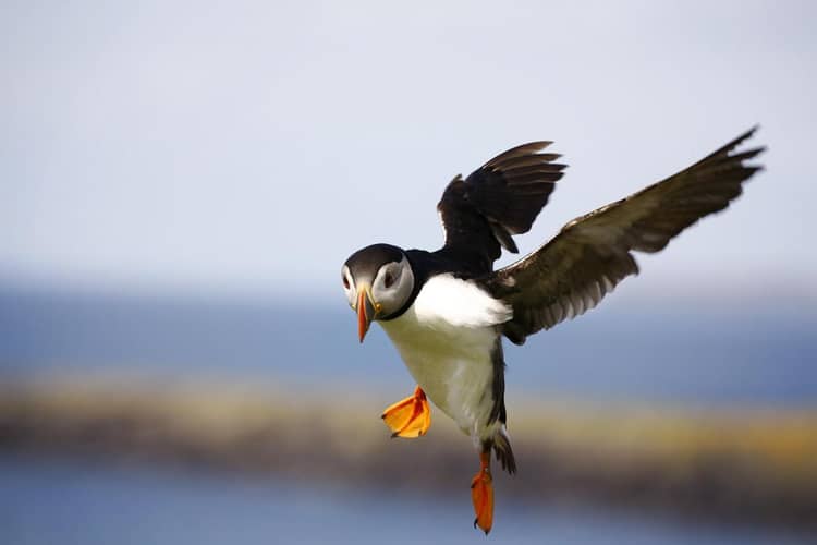 7 Fakta Unik Puffin, Burung Laut yang Menggemaskan dan Berparuh Cerah ...