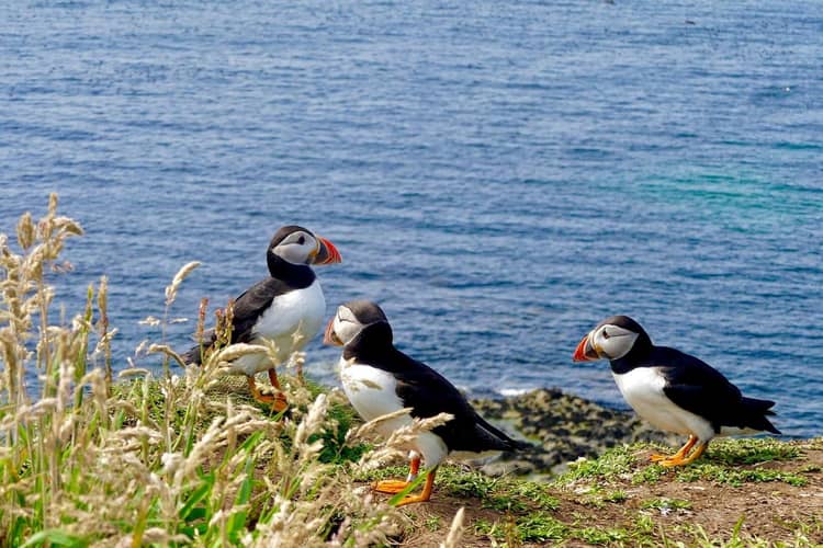 7 Fakta Unik Puffin, Burung Laut yang Menggemaskan dan Berparuh Cerah ...