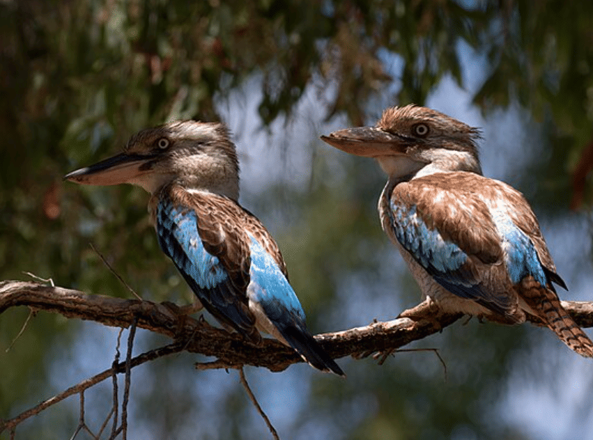 5 Fakta Menarik Burung Kookaburra, Burung Tertawa dari Australia | IDN ...