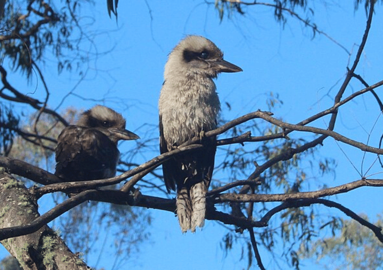 5 Fakta Menarik Burung Kookaburra, Burung Tertawa dari Australia | IDN ...