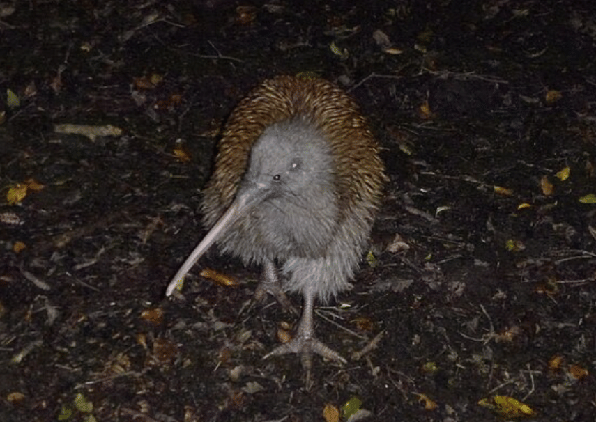 5 Fakta Unik Burung Kiwi, Simbol Nasional Selandia Baru | IDN Times