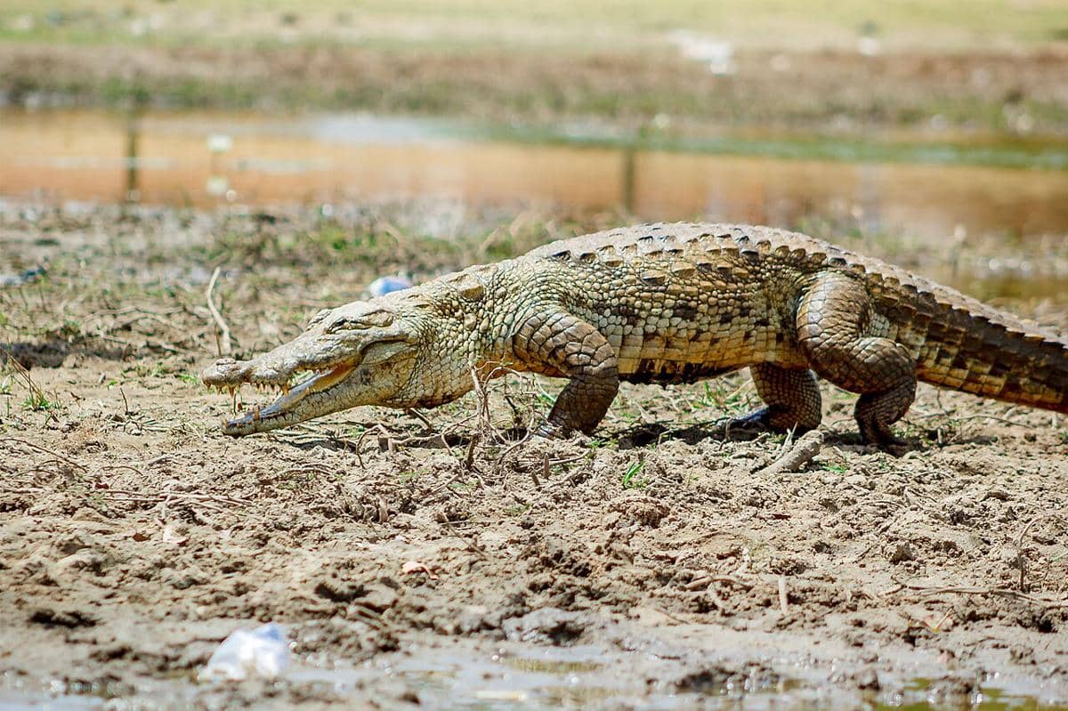 Apakah Ada Buaya di Laut? Ini Jawaban dan Fakta Ilmiahnya | IDN Times