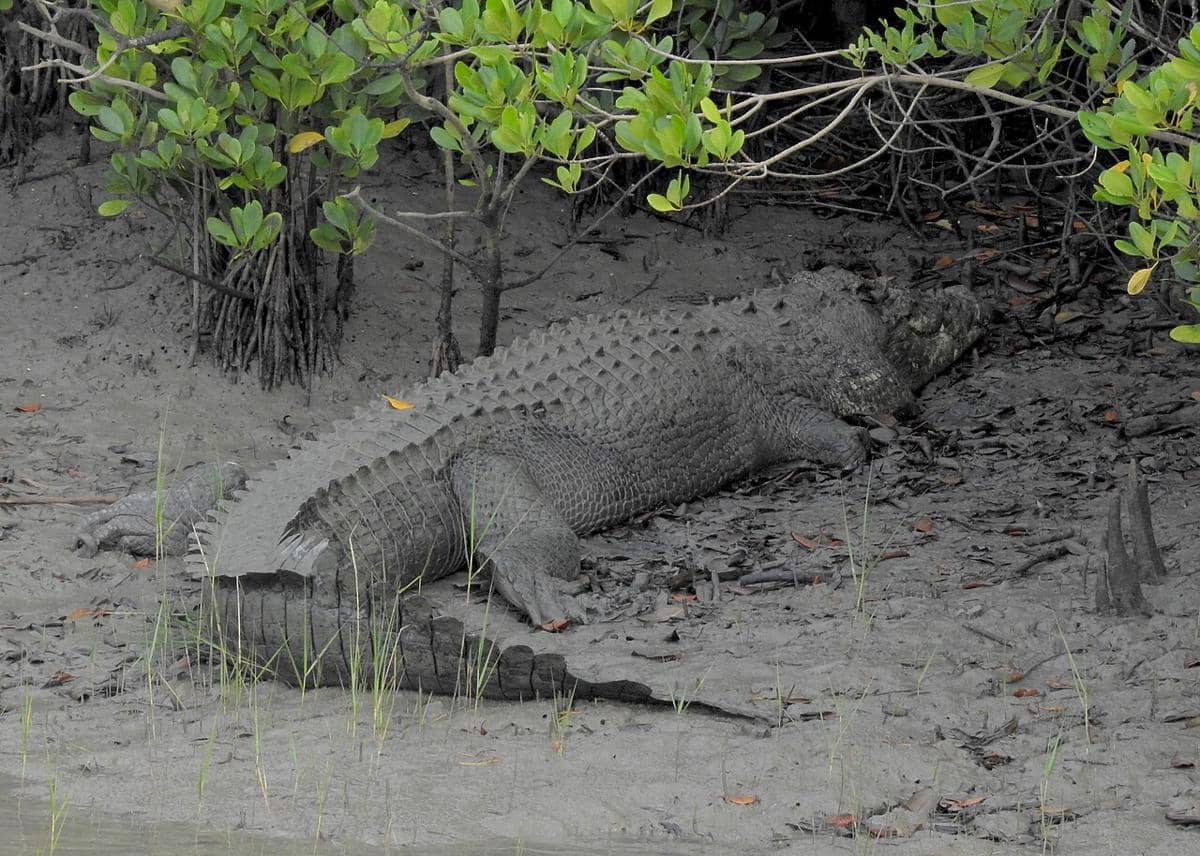 Apakah Ada Buaya di Laut? Ini Jawaban dan Fakta Ilmiahnya | IDN Times