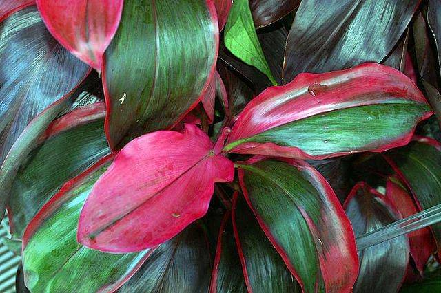 7 Tanaman Indoor Daun Merah, Cantiknya Menawan! | IDN Times